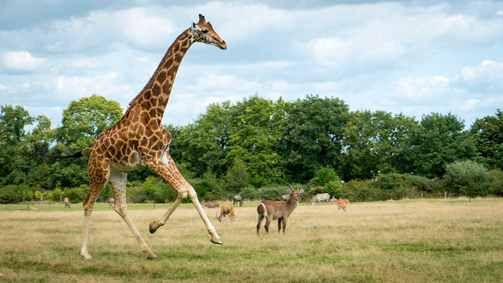 Parques de animales | Oficina de Turismo de la Bahía de Quiberon